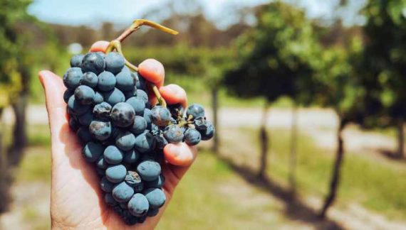 Cosa significa e quando si definisce vino Millesimato? La risposta dei ...